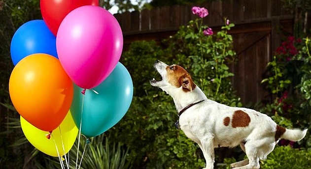 15 Amazing World Record-Holding Dogs