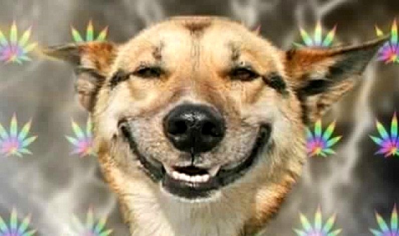How Medical Marijuana Saved a Dog’s Life