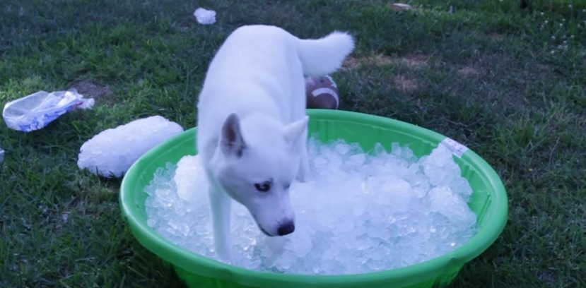 Can I Give A Husky A Ice Bath