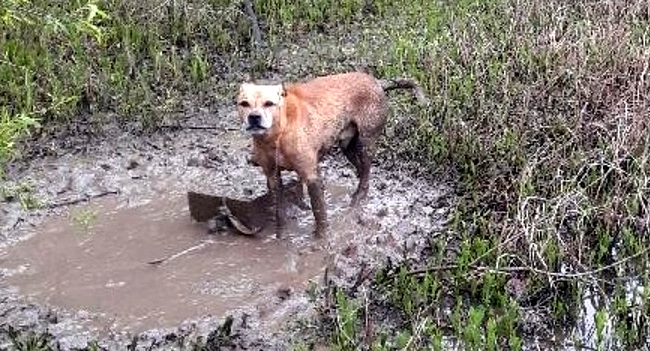 Park Rangers Save a Dog That Was Intentionally Left to Drown in Rising ...