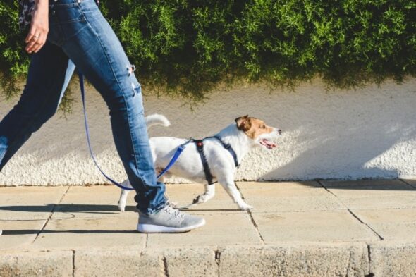 Lead Vs Leash - What's The Difference?
