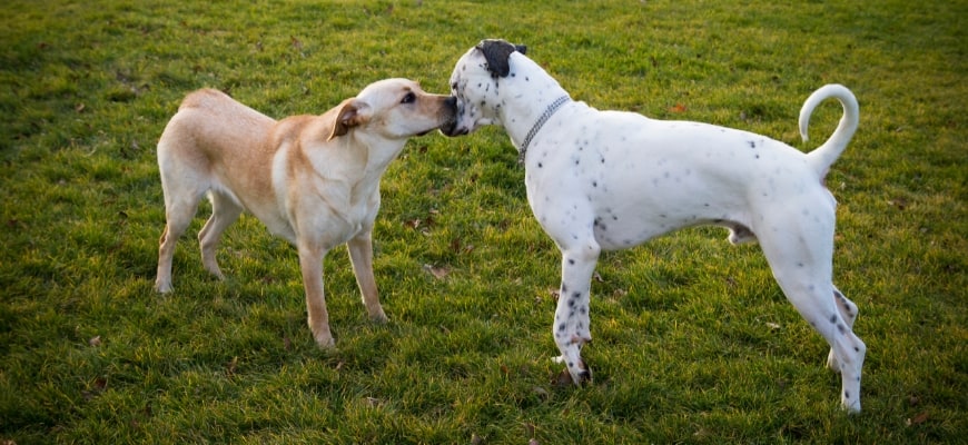 Top Off-Leash Dog Breeds: Perfect Companions For Outdoor Adventures
