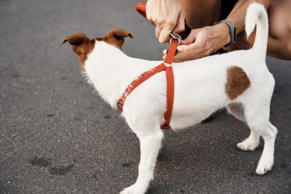 Proper Techniques For Putting On A Dog Harness: A How-To Guide
