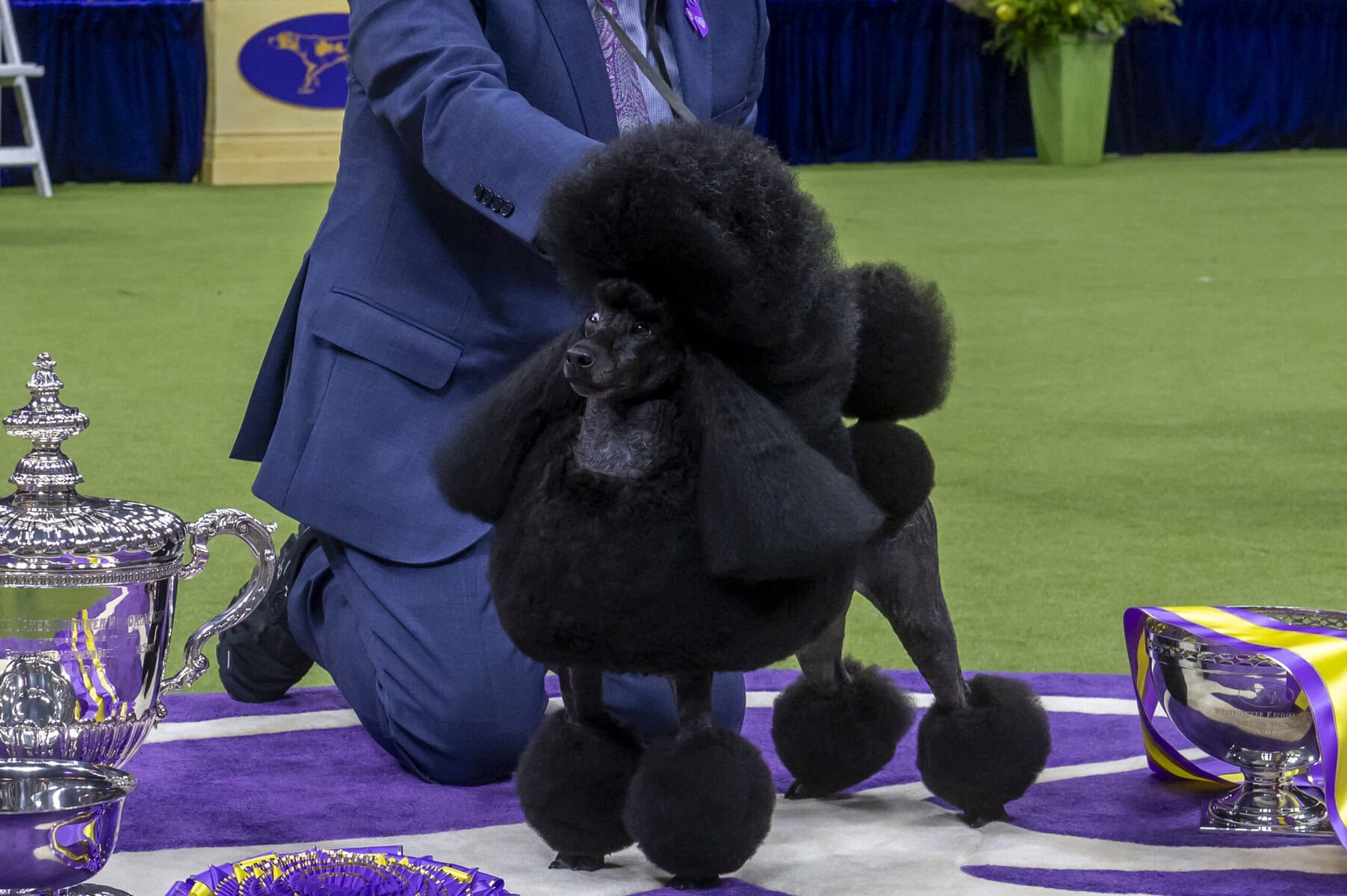 You'll Never Guess How Much the Westminster Dog Show Champion Actually ...